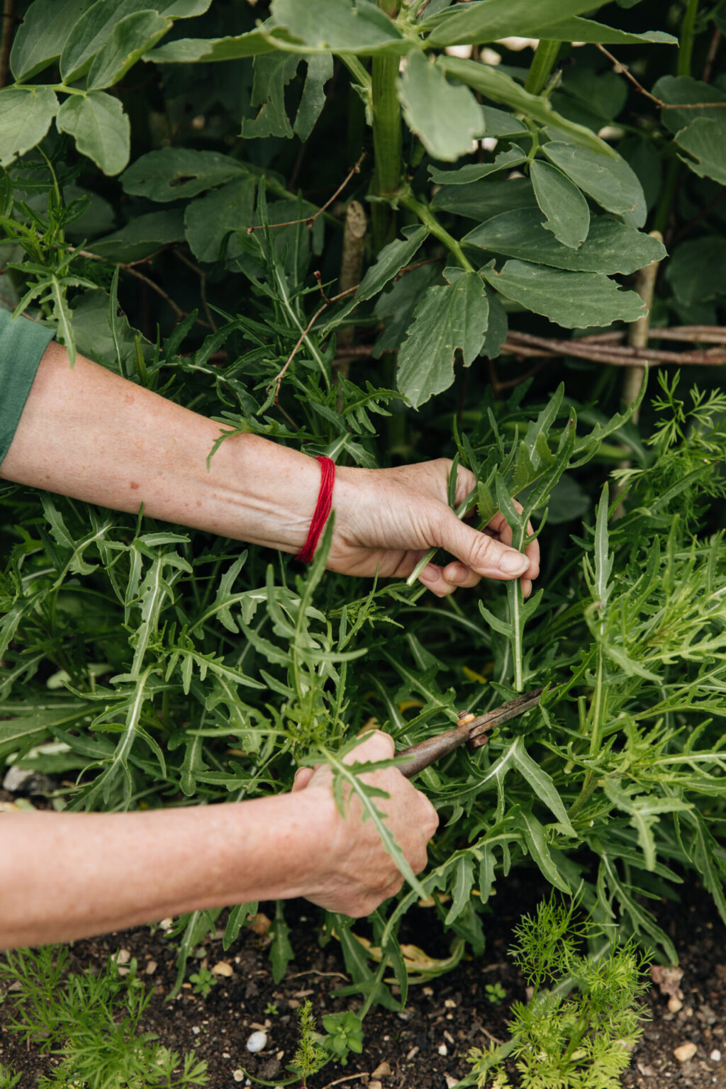 Exploring Sustainable Gardening at Bath's Damson Farm