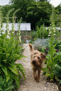 Exploring Sustainable Gardening at Bath's Damson Farm